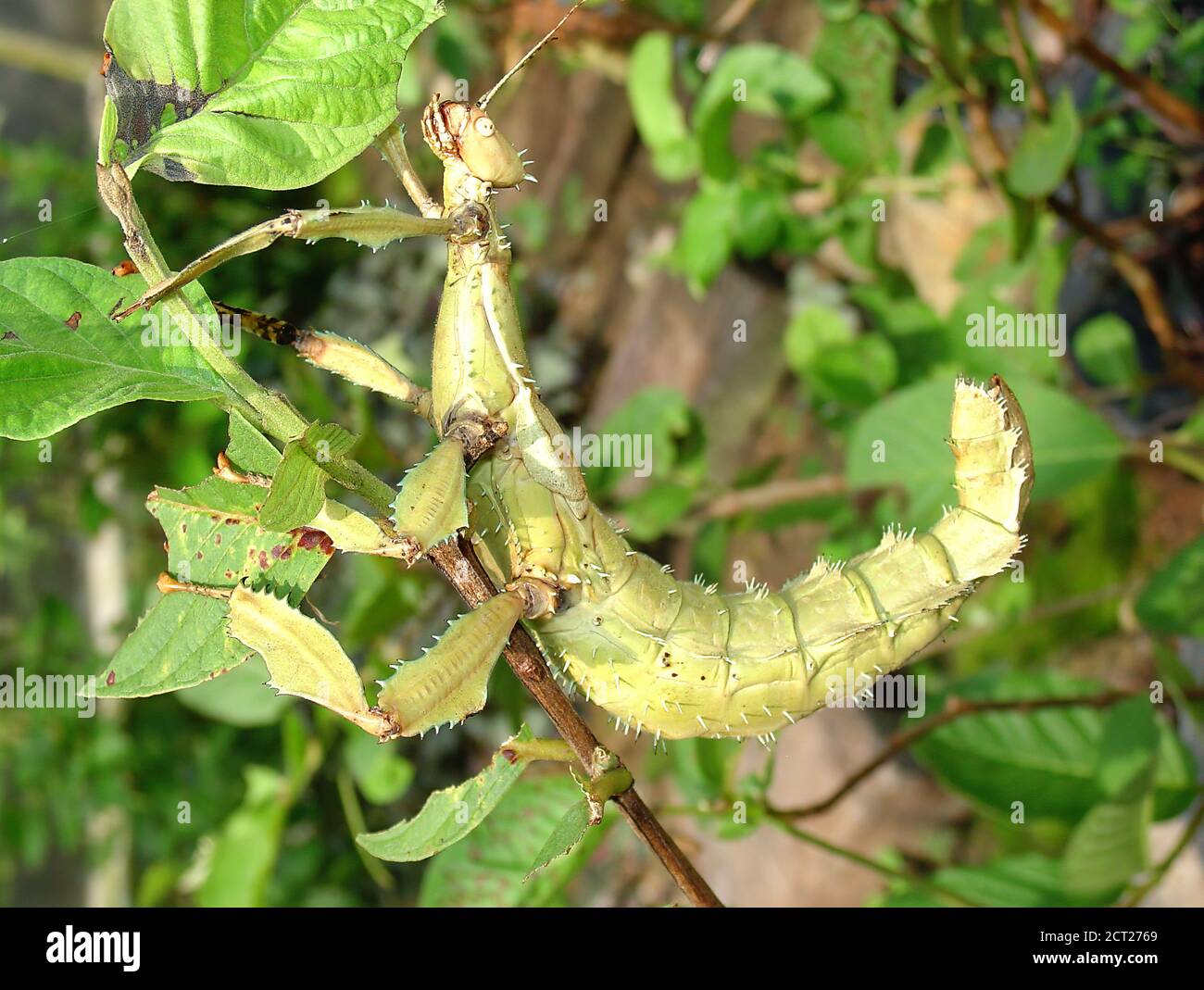 Penang Malaysia colorful stick bug Stock Photo - Alamy