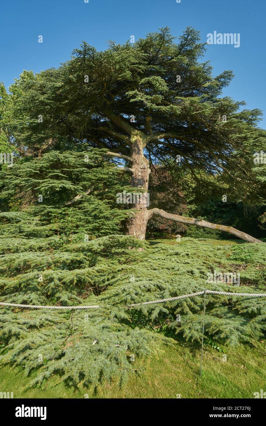 400 year old cedar tree in the grounds of Great Missenden Abbey Stock ...