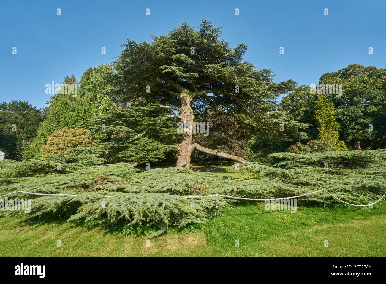 400 year old cedar tree in the grounds of Great Missenden Abbey Stock ...