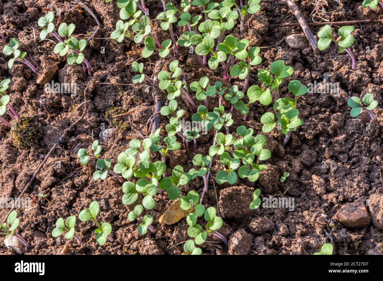 Mustard crops hi-res stock photography and images - Alamy