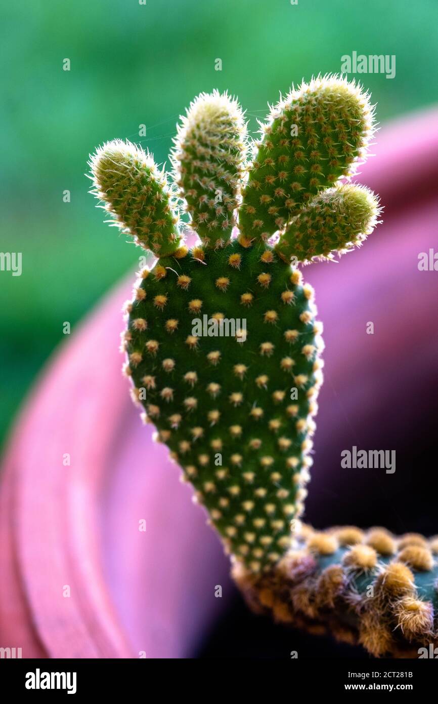 Cactus plant with the shape of feet. Potted small house plants, home ...