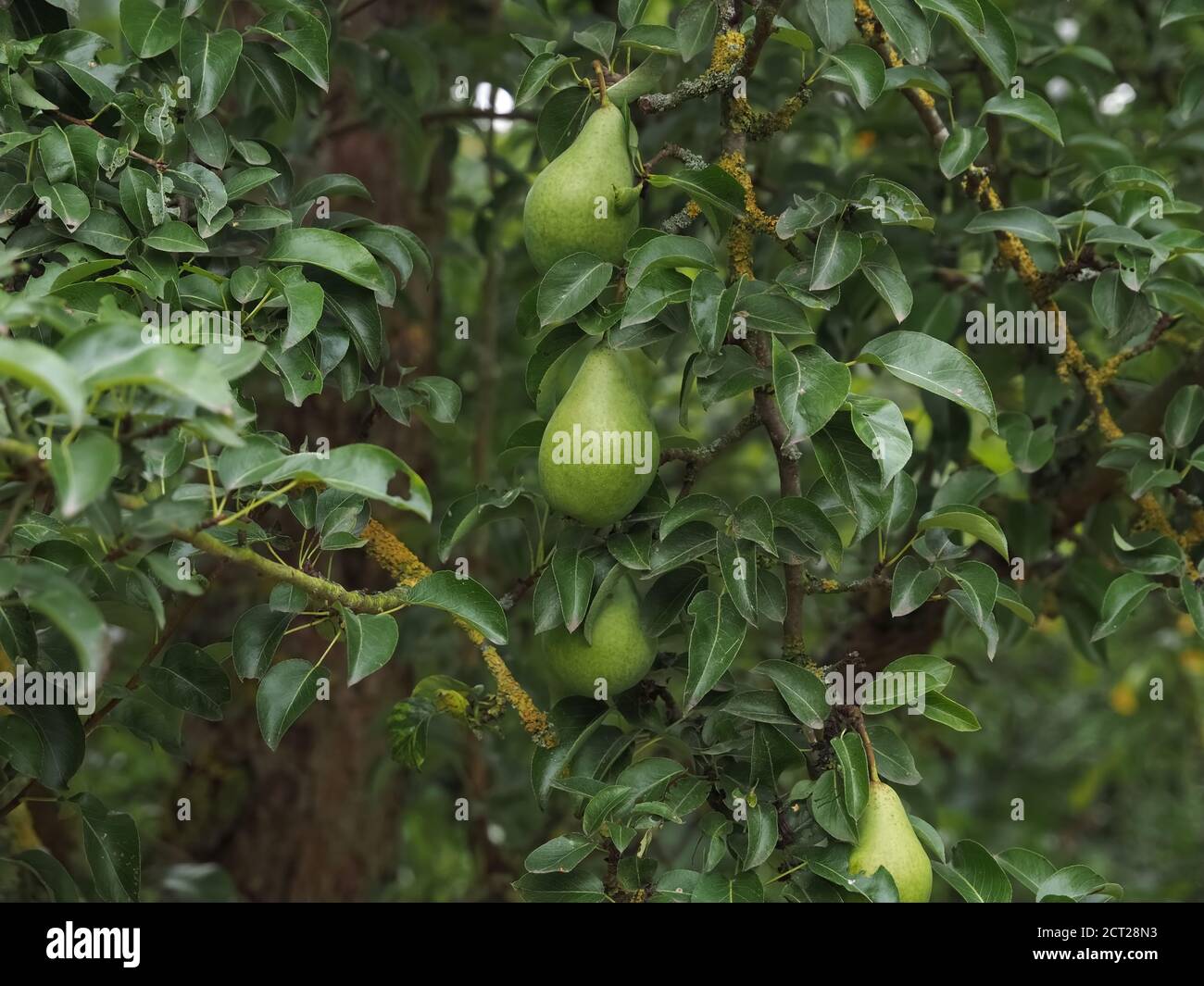 A tree full of pears Stock Photo - Alamy