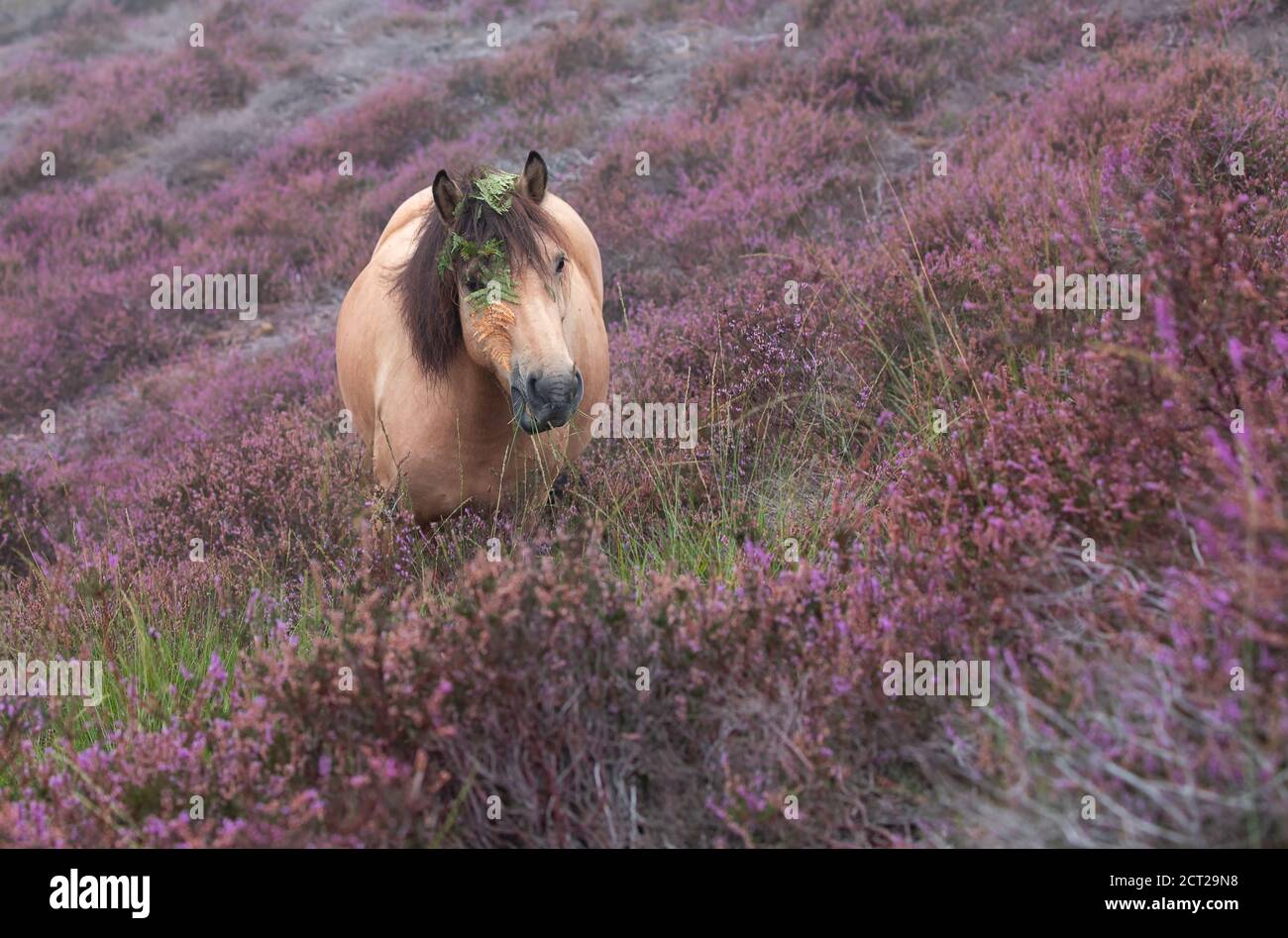 Fenr hi-res stock photography and images - Alamy