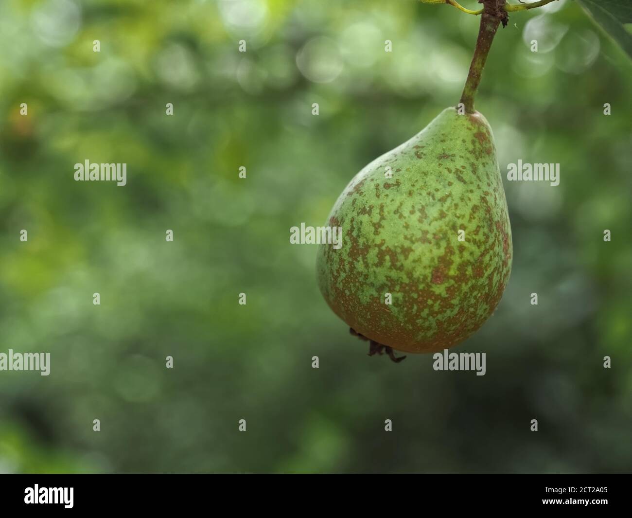 Pear tree park hi-res stock photography and images - Alamy