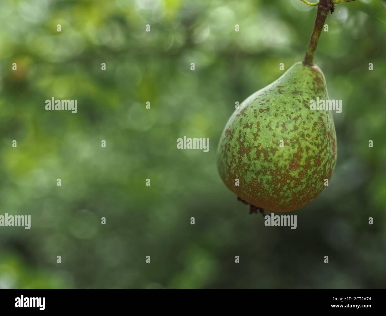 Pear tree park hi-res stock photography and images - Alamy