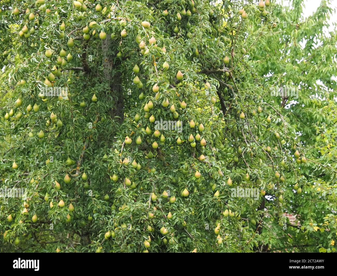 A tree full of pears Stock Photo - Alamy