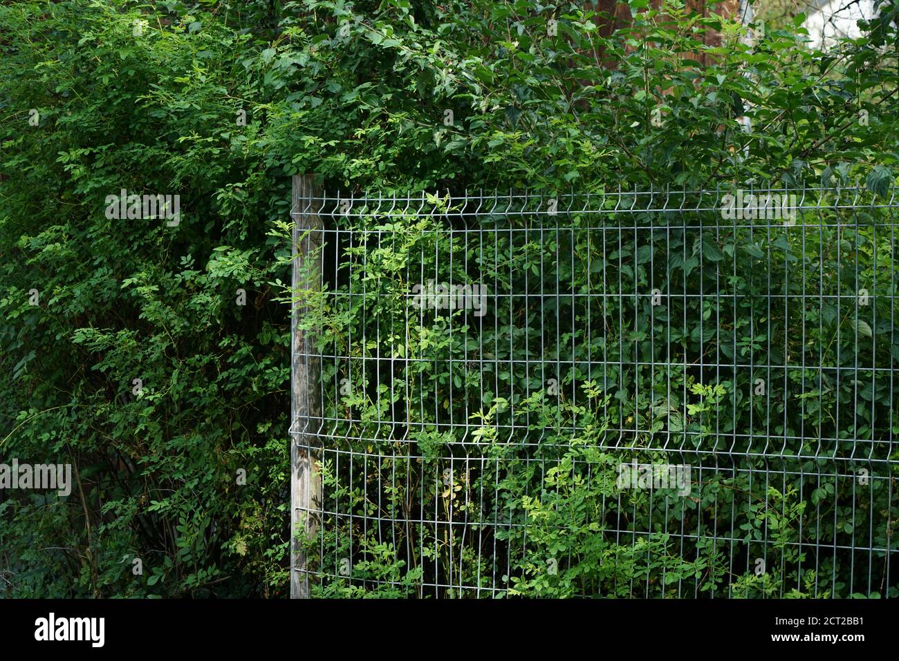 Metal fence grid and a green tree during the daytime Stock Photo - Alamy