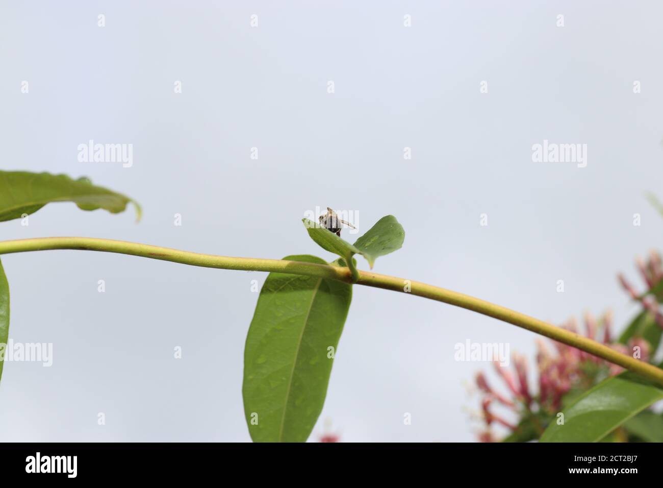 Closeup shot of insects sitting on a tree branch Stock Photo - Alamy
