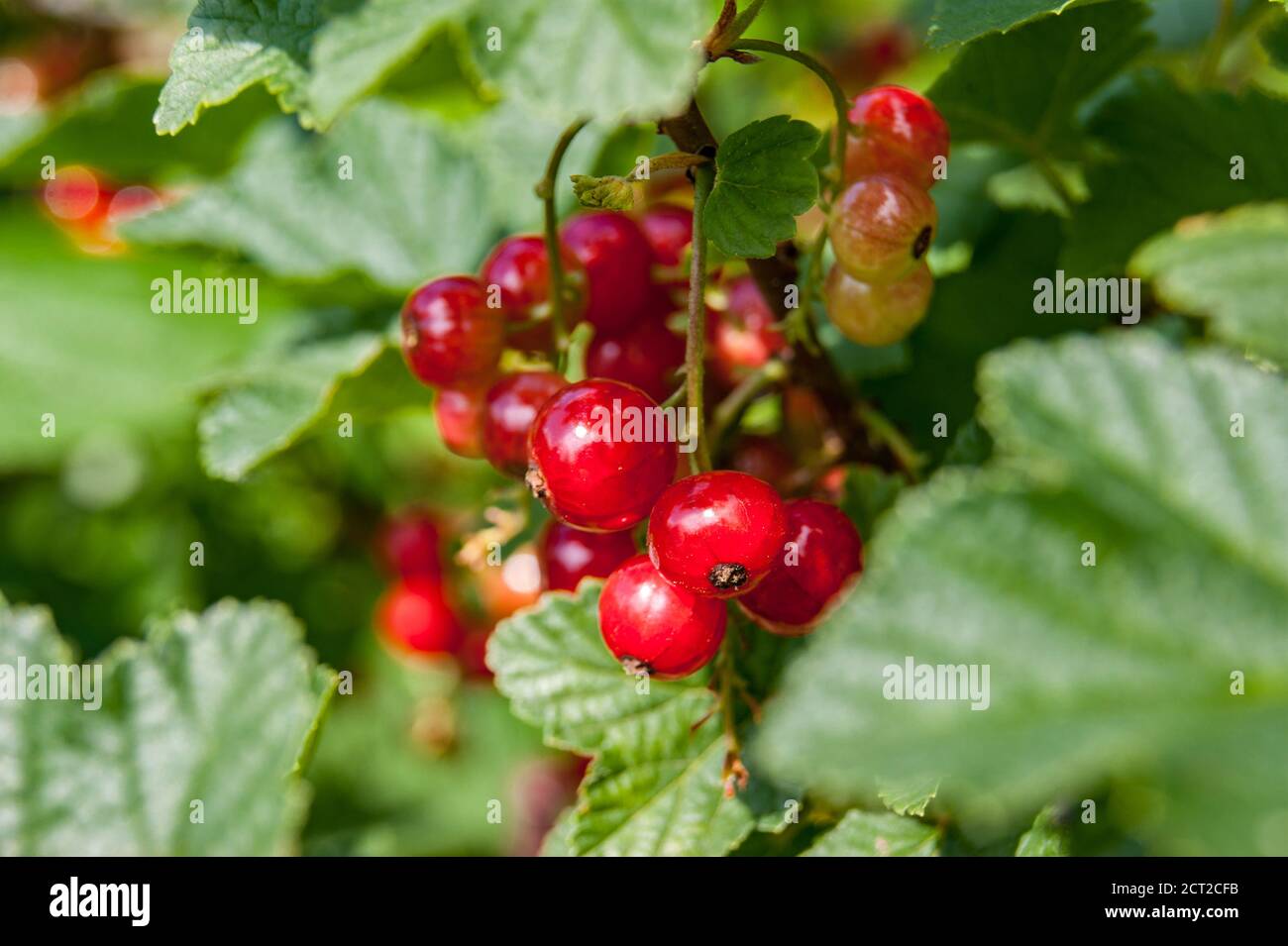 Nordic Currant Ribes spicatum fruits Stock Photo - Alamy