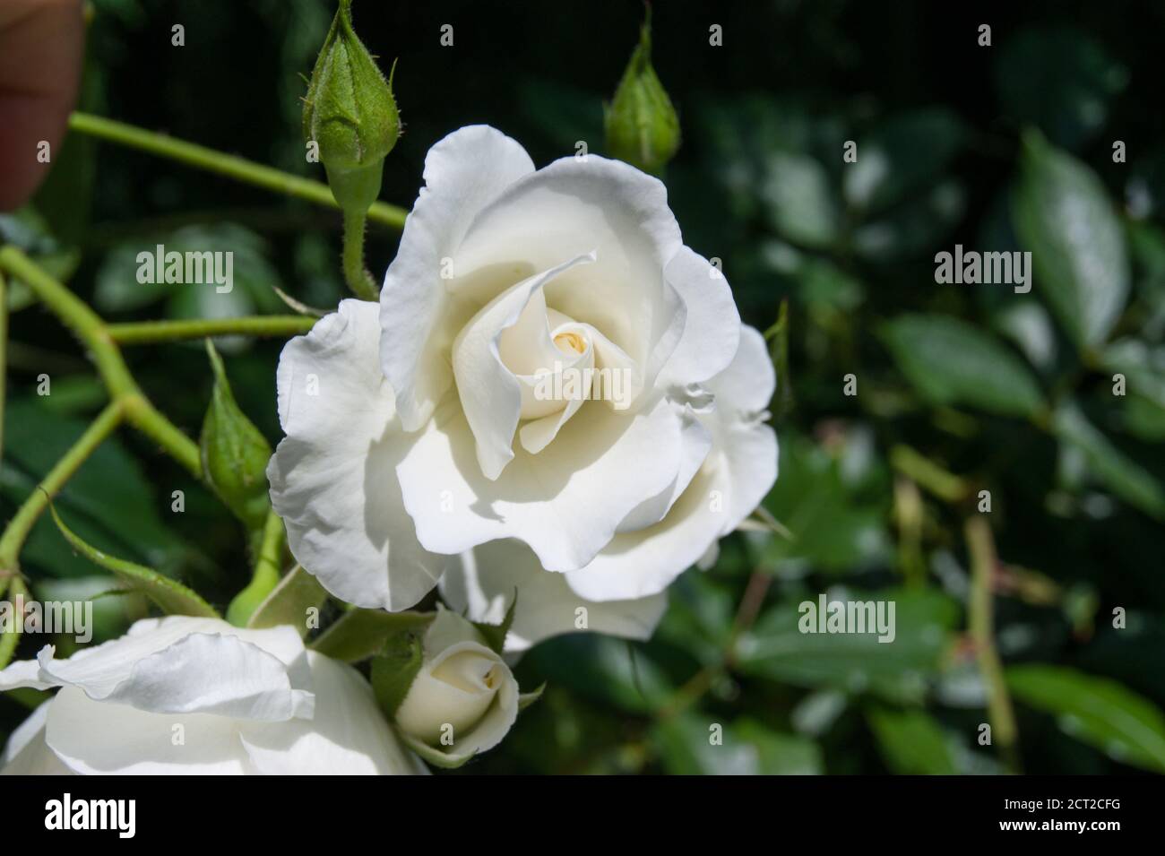 Rosa chinensis the China or Bengal rose Stock Photo - Alamy