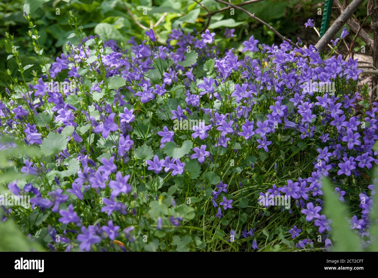 Campanula portenschlagiana, the wall bellflower Stock Photo - Alamy