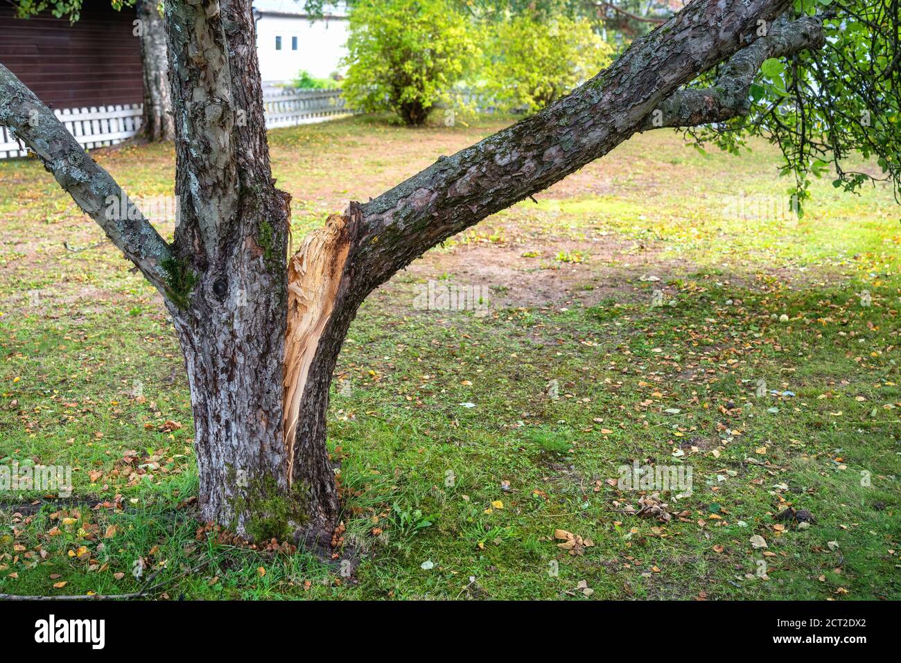 Big fruit-bearing branch of very old Apple tree was heavy and broke ...
