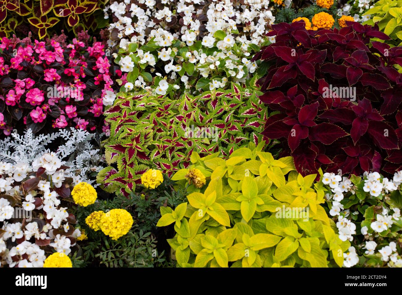 Flower bed decoration, autumn plants coleus, marigold, begonias growing ...
