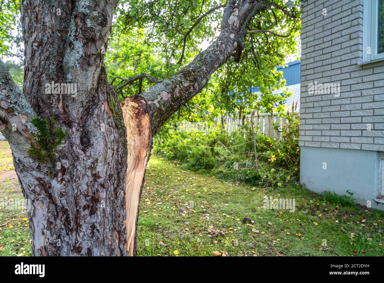 Old apple tree hi-res stock photography and images - Alamy