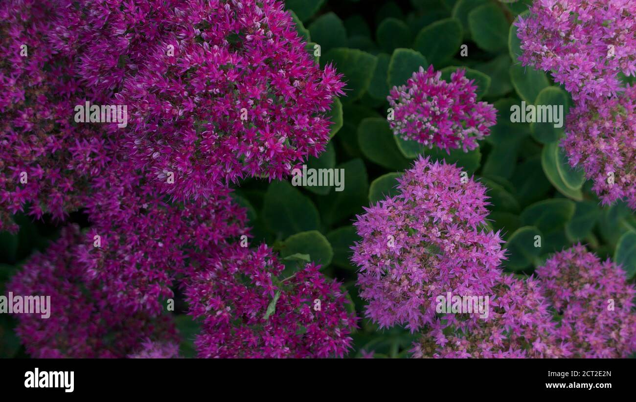 Beautiful pinky purple sedum plant and foliage and background with copy ...