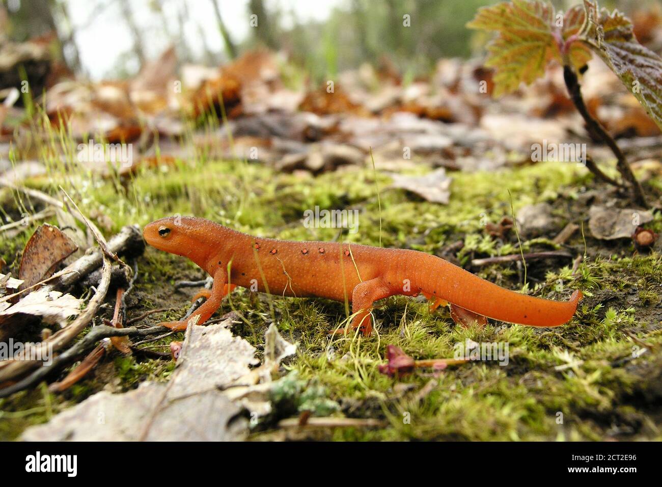 Speckled lizard hi-res stock photography and images - Alamy