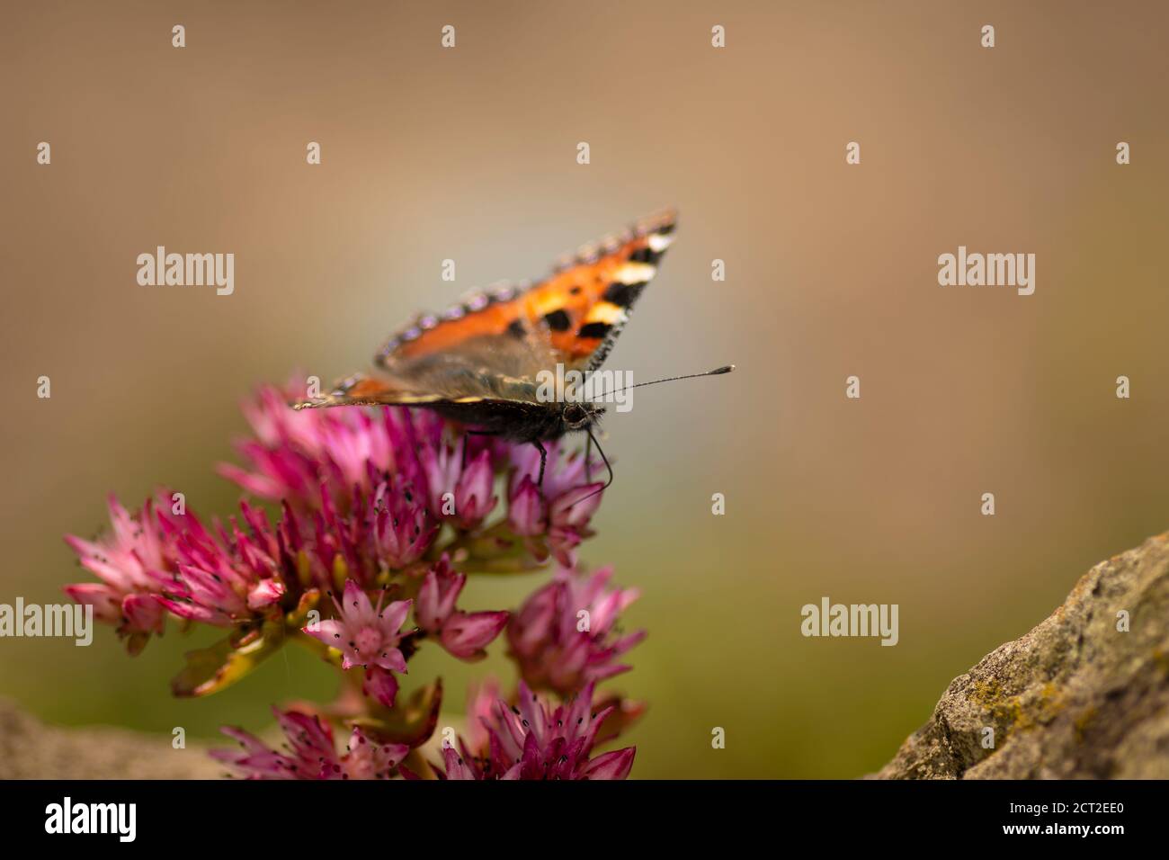 The Small Tortoiseshell is a well-known butterflies in Britain and ...