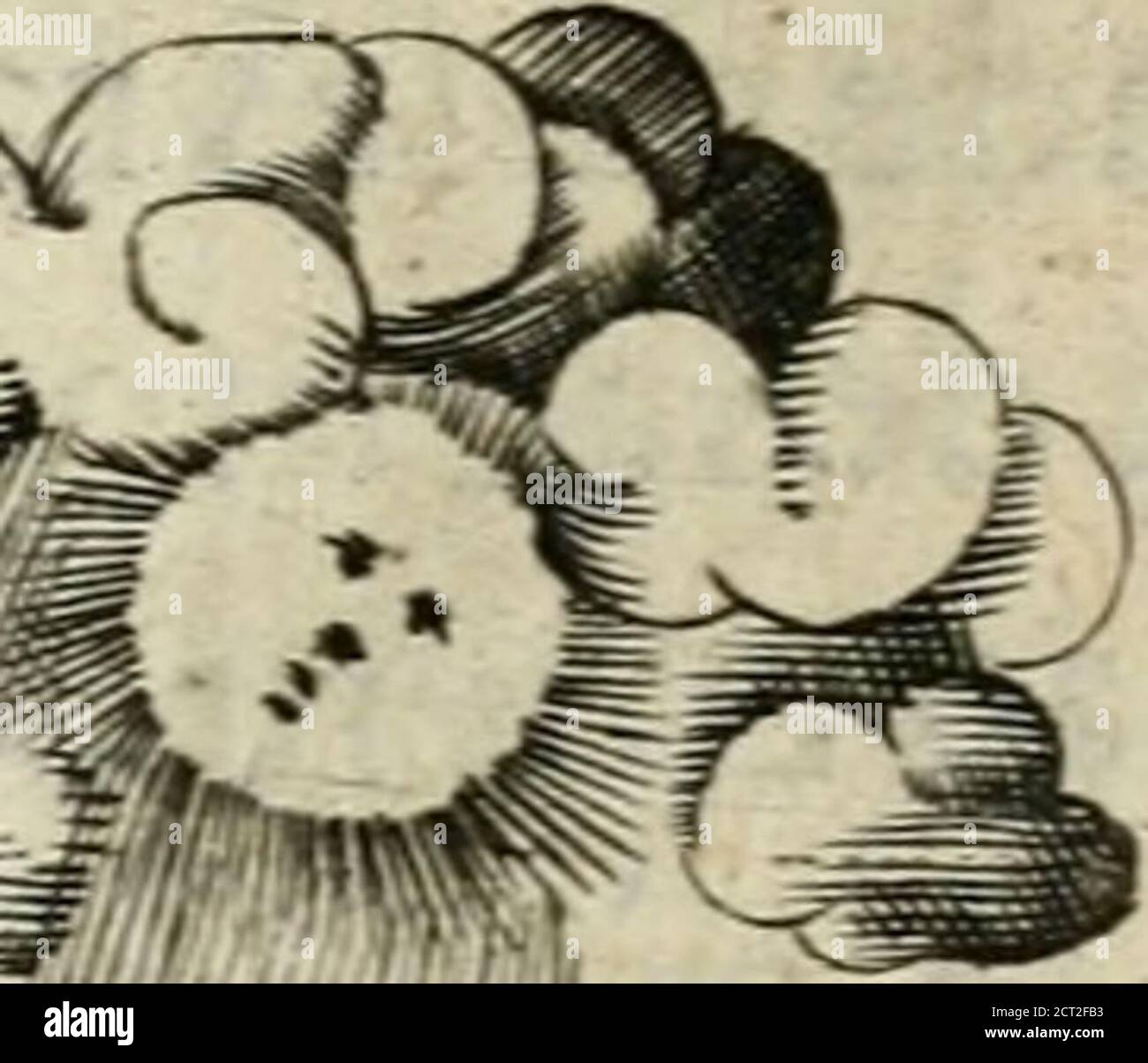 Philibert de challon hi-res stock photography and images - Alamy