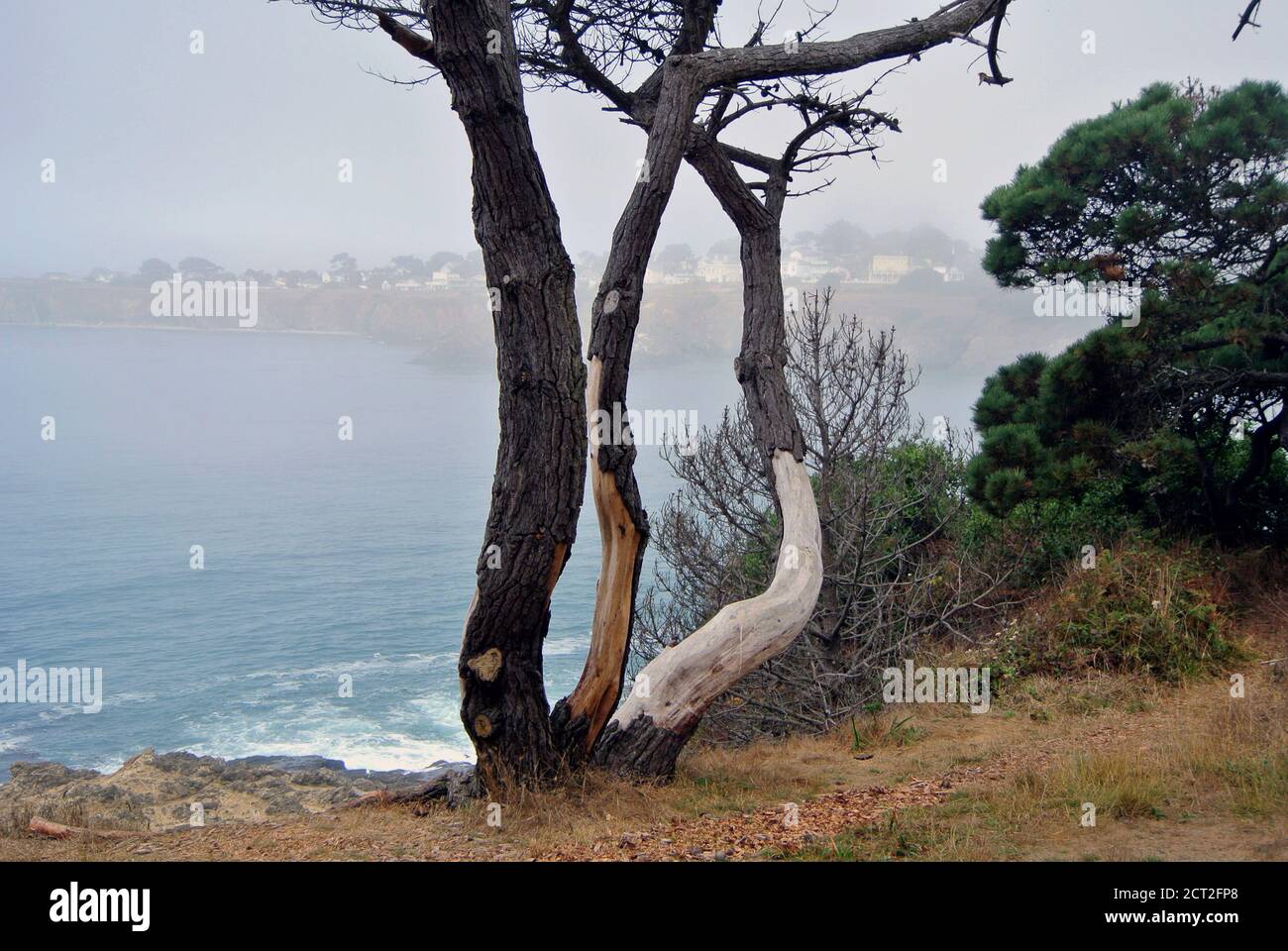 scenic autumn landscape view of mendocino california usa and eucalyctus ...