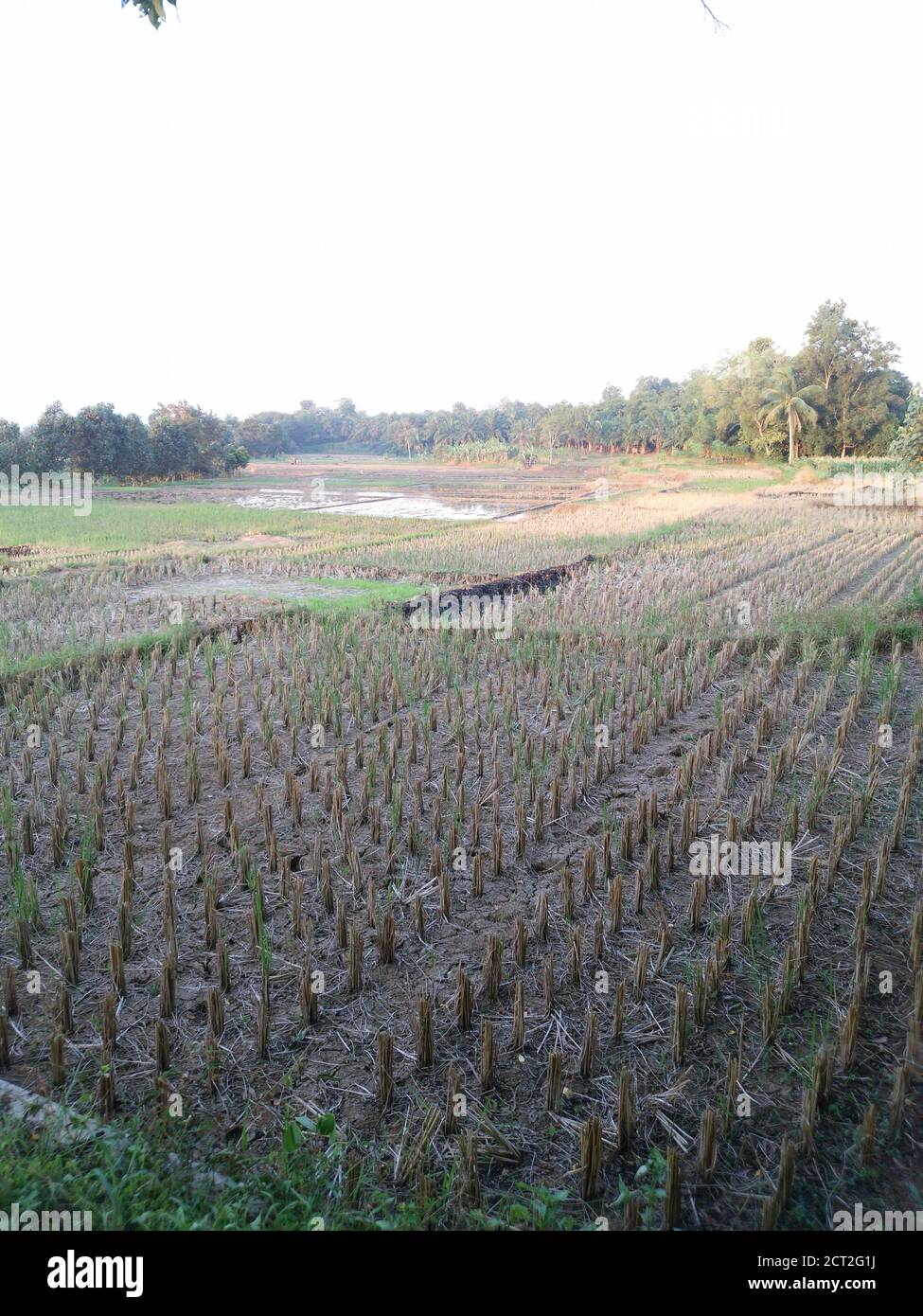 High angle shot of a field after harvest Stock Photo - Alamy