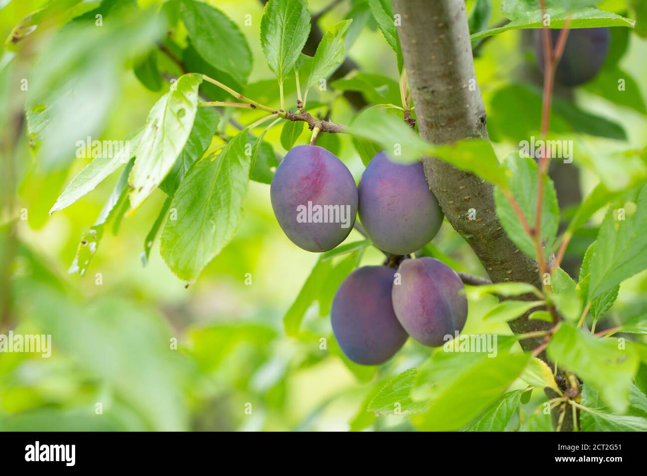 Plums Growing Tree High Resolution Stock Photography and Images - Alamy