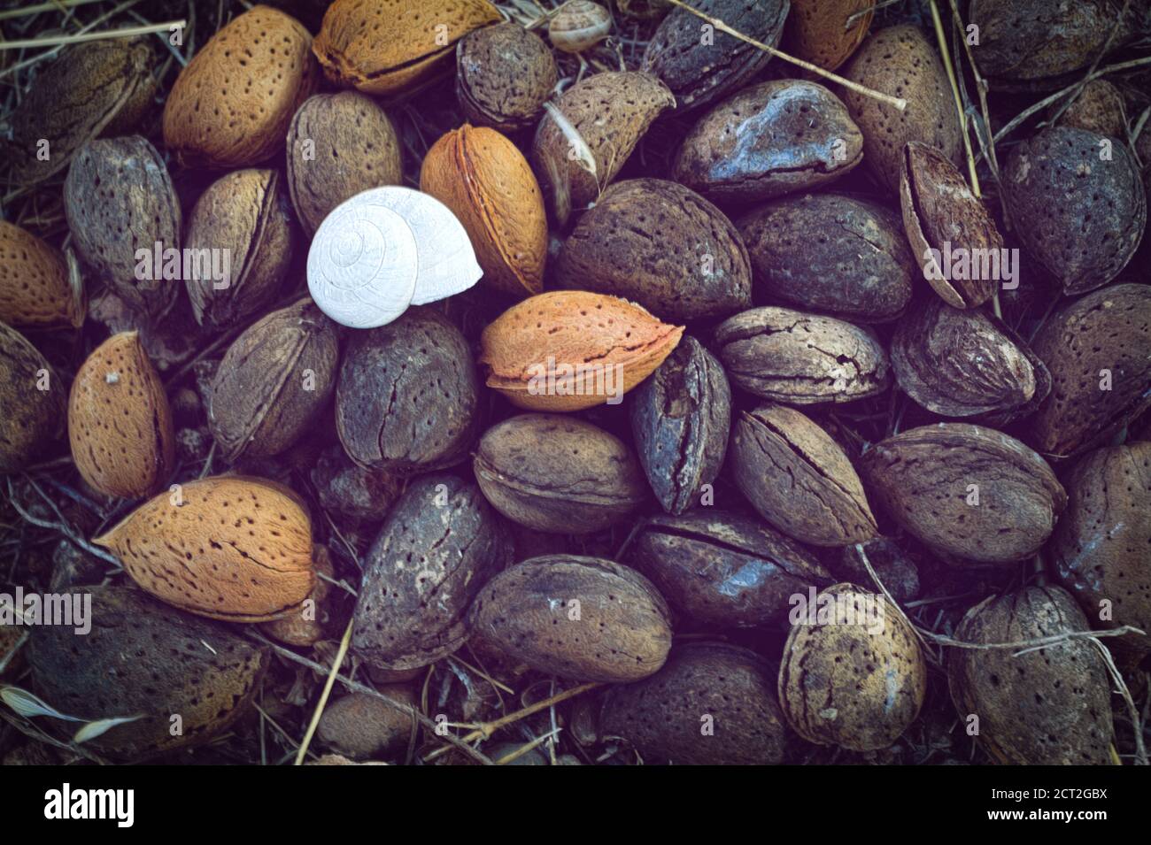 Top view of the almond shells on the ground Stock Photo - Alamy
