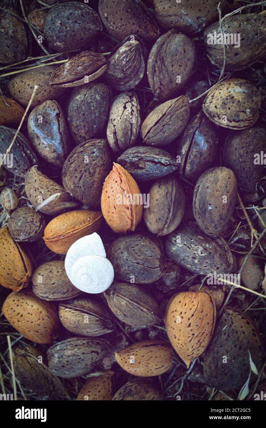 Top view of the almond shells on the ground Stock Photo - Alamy