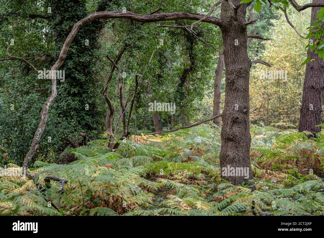 Summer woodland scene in Esher Commons, Surrey, United Kingdom Stock ...