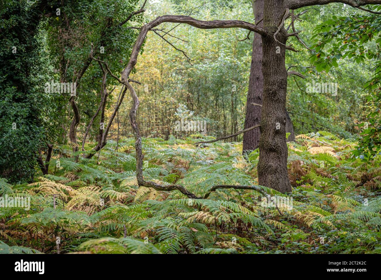 Summer woodland scene in Esher Commons, Surrey, United Kingdom Stock ...