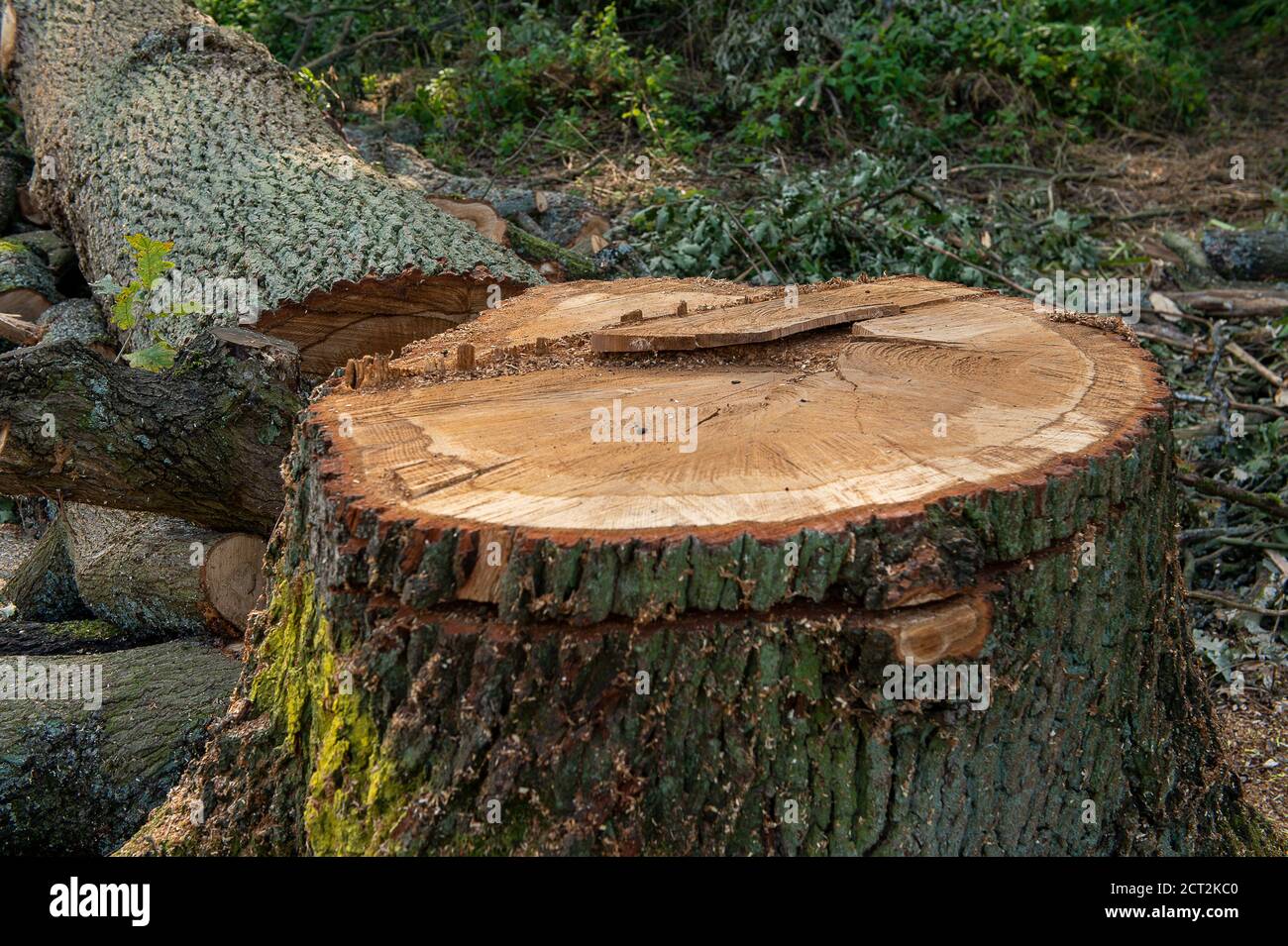 Trees scrap hs2 hi-res stock photography and images - Alamy