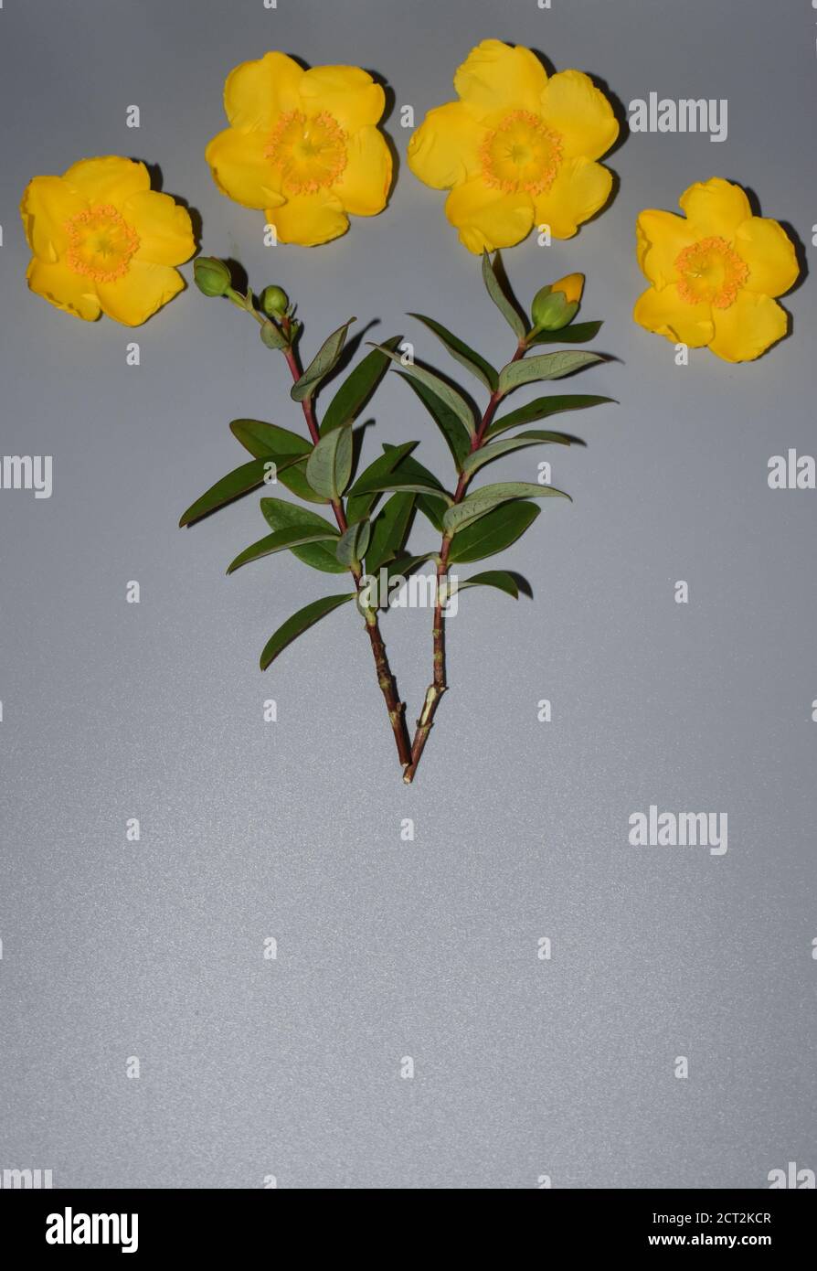 St John's Wort (Hypericum perforatum) flowers and stems on a plain ...