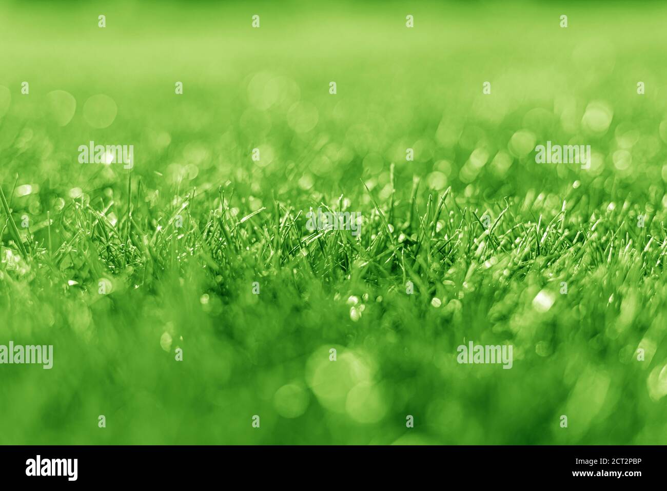 Grass and bokeh effect. Green grass as an abstract background Stock ...