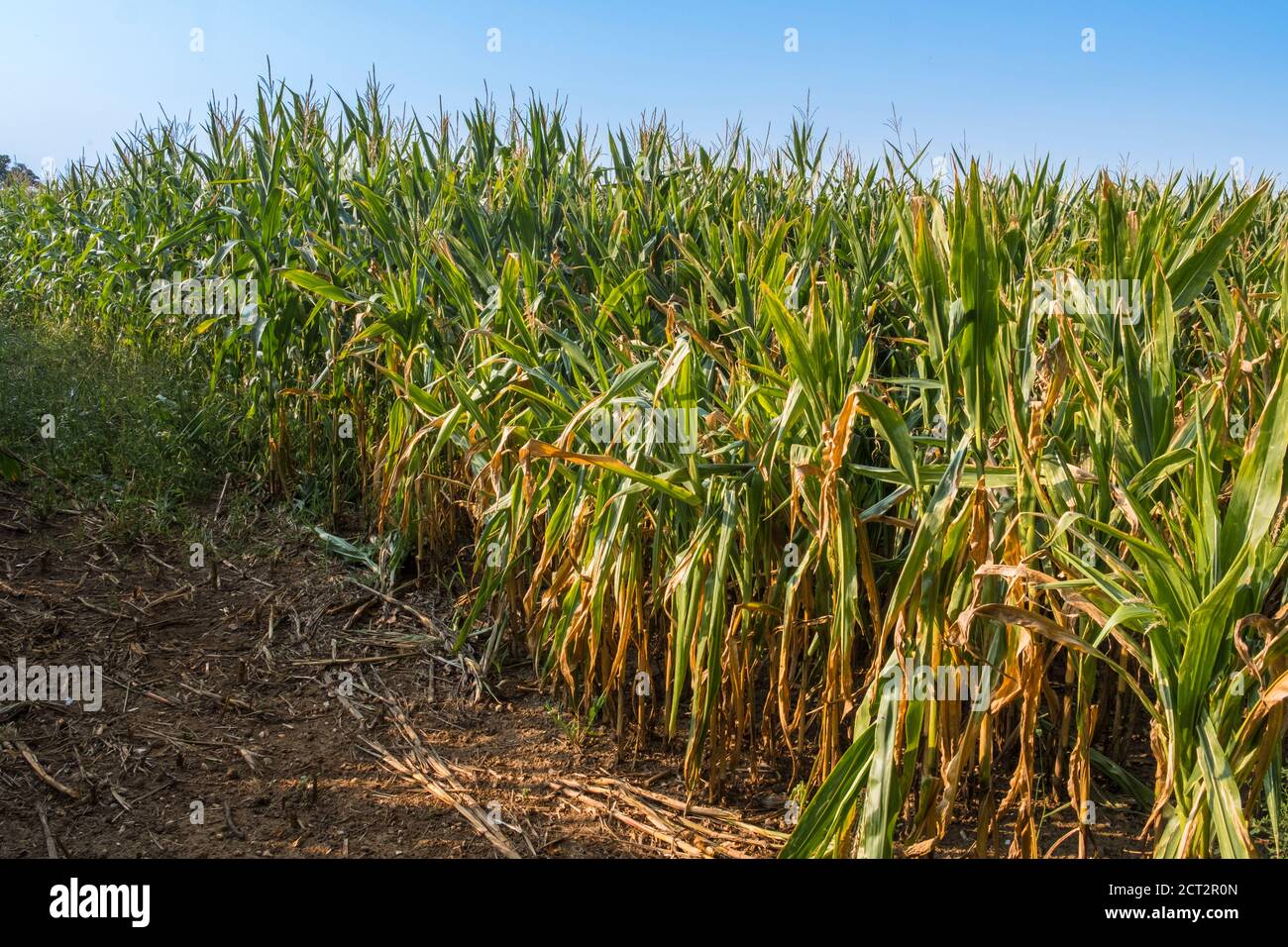Growing maize hi-res stock photography and images - Alamy