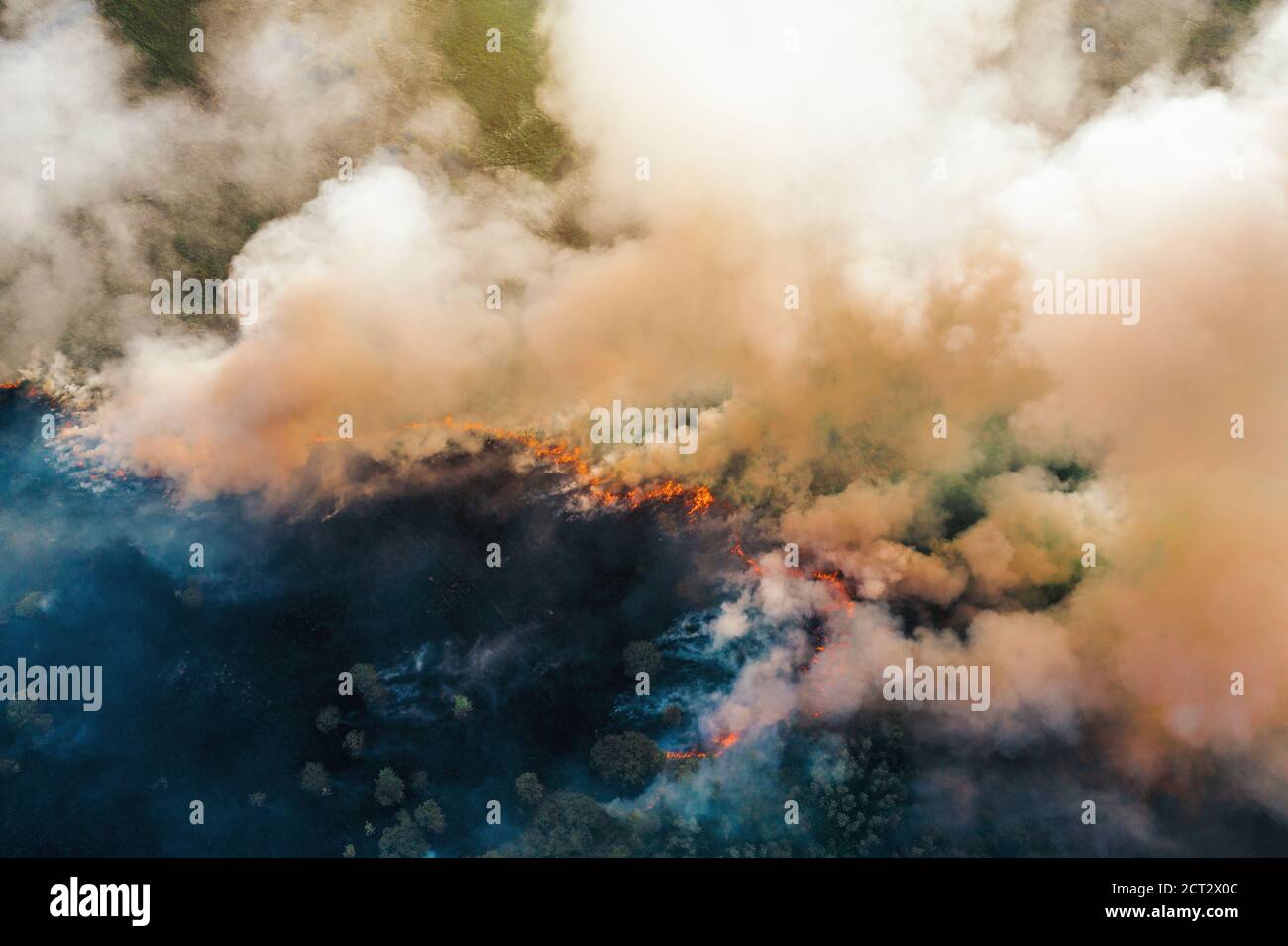 Flame of the forest tree hi-res stock photography and images - Alamy