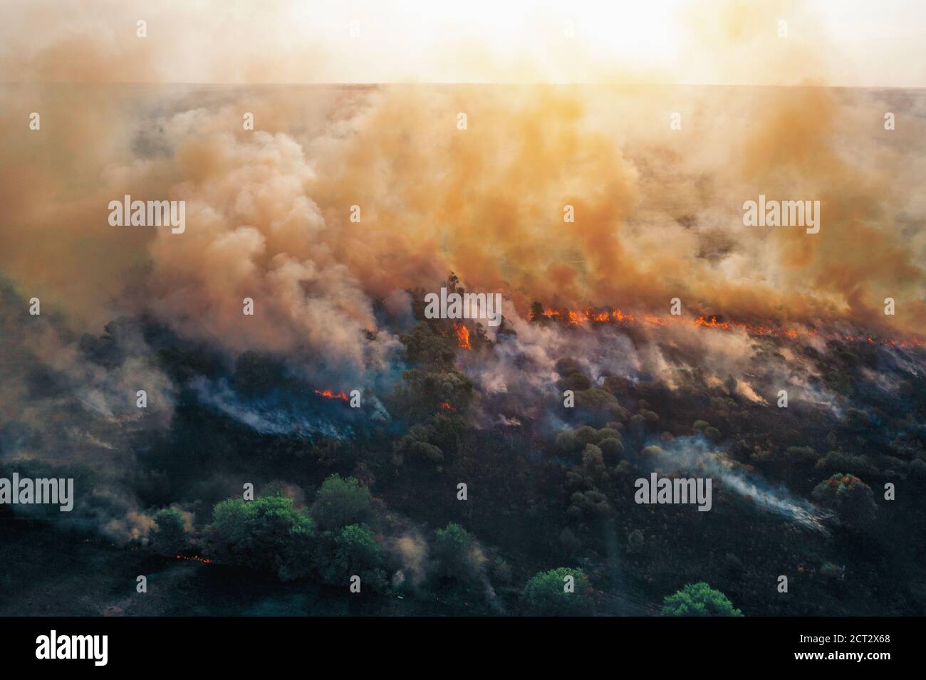 Flame of the forest tree hi-res stock photography and images - Alamy