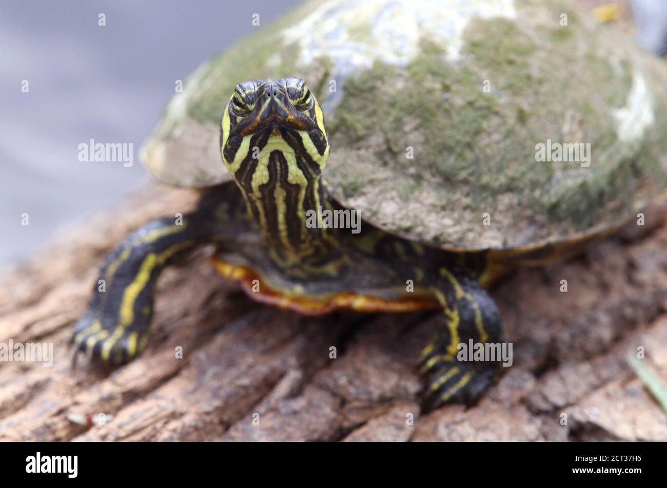 Freshwater habitats hi-res stock photography and images - Alamy