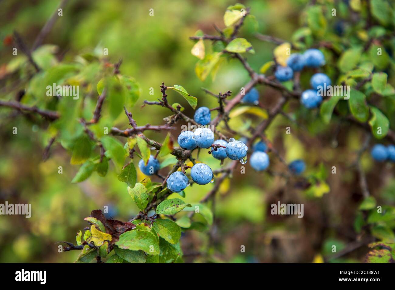 Wild swamp blueberry growing hi-res stock photography and images - Alamy