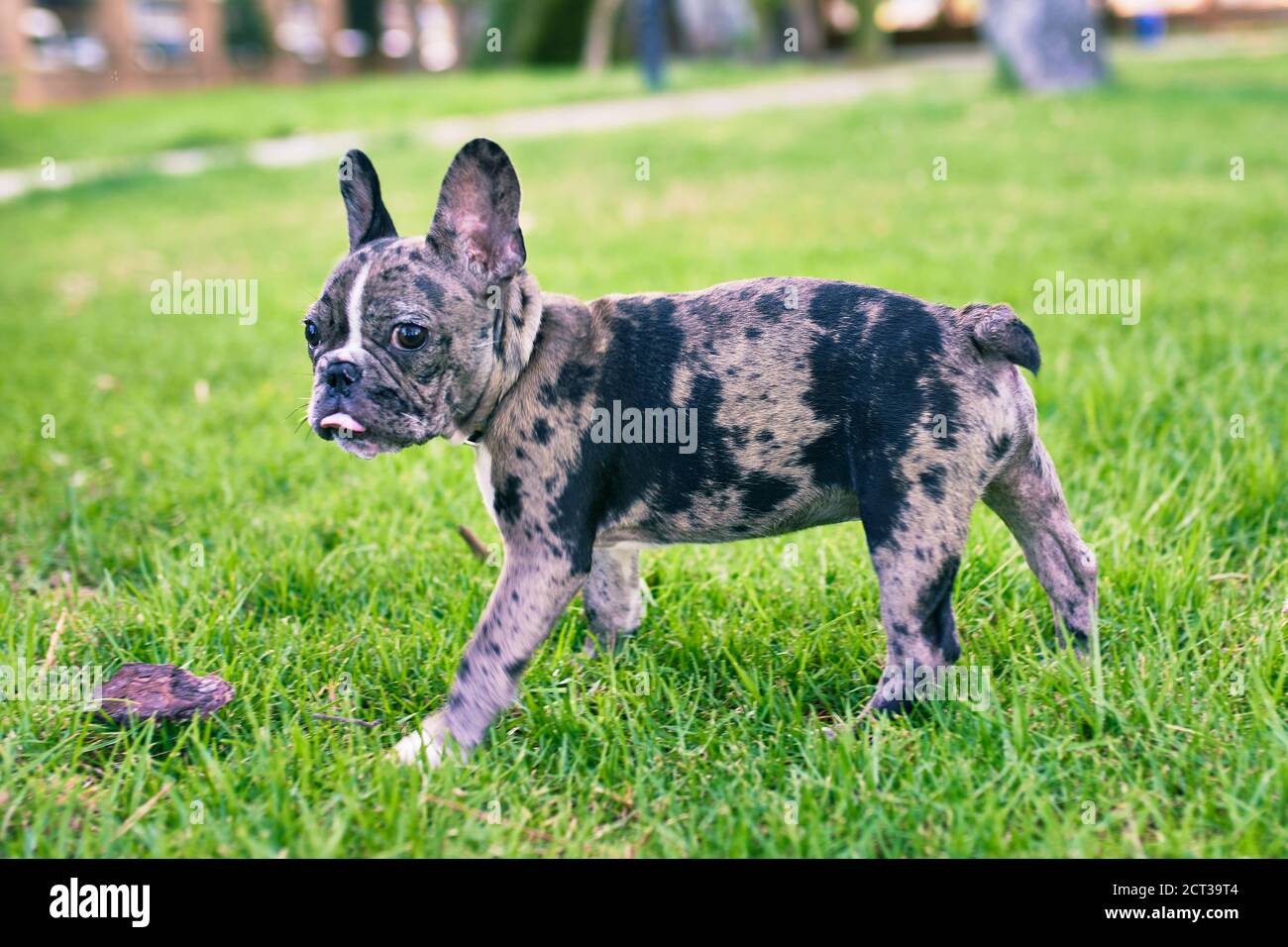Beautiful puppy spotted french bulldog happy at the park outdoors Stock ...