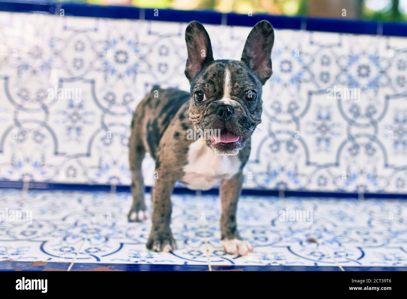Beautiful puppy spotted french bulldog happy at the park outdoors Stock ...
