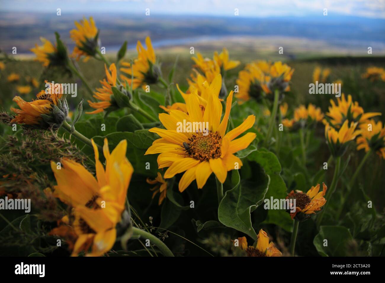 A bug in a sunflower Stock Photo - Alamy