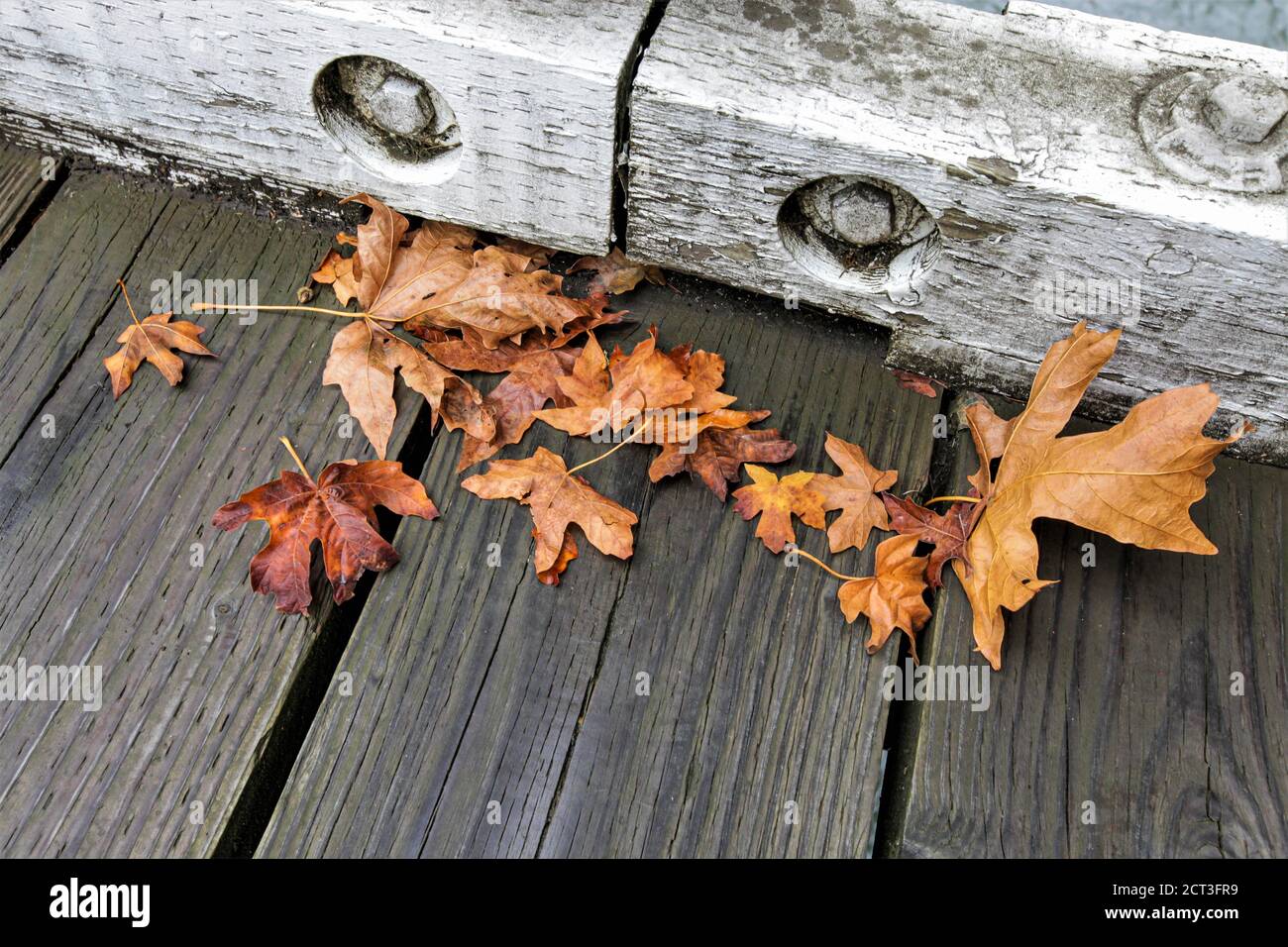 Fall leaves on wooden planks of bridge up against 4x4 structural rail ...