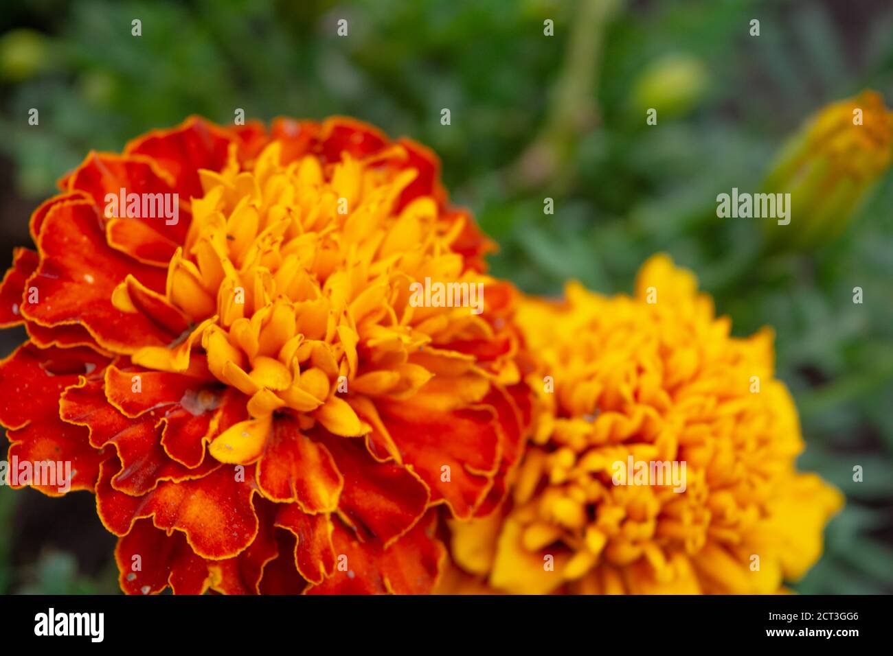 Beautiful orange marigold flower, Tagetes erecta in summer garden ...