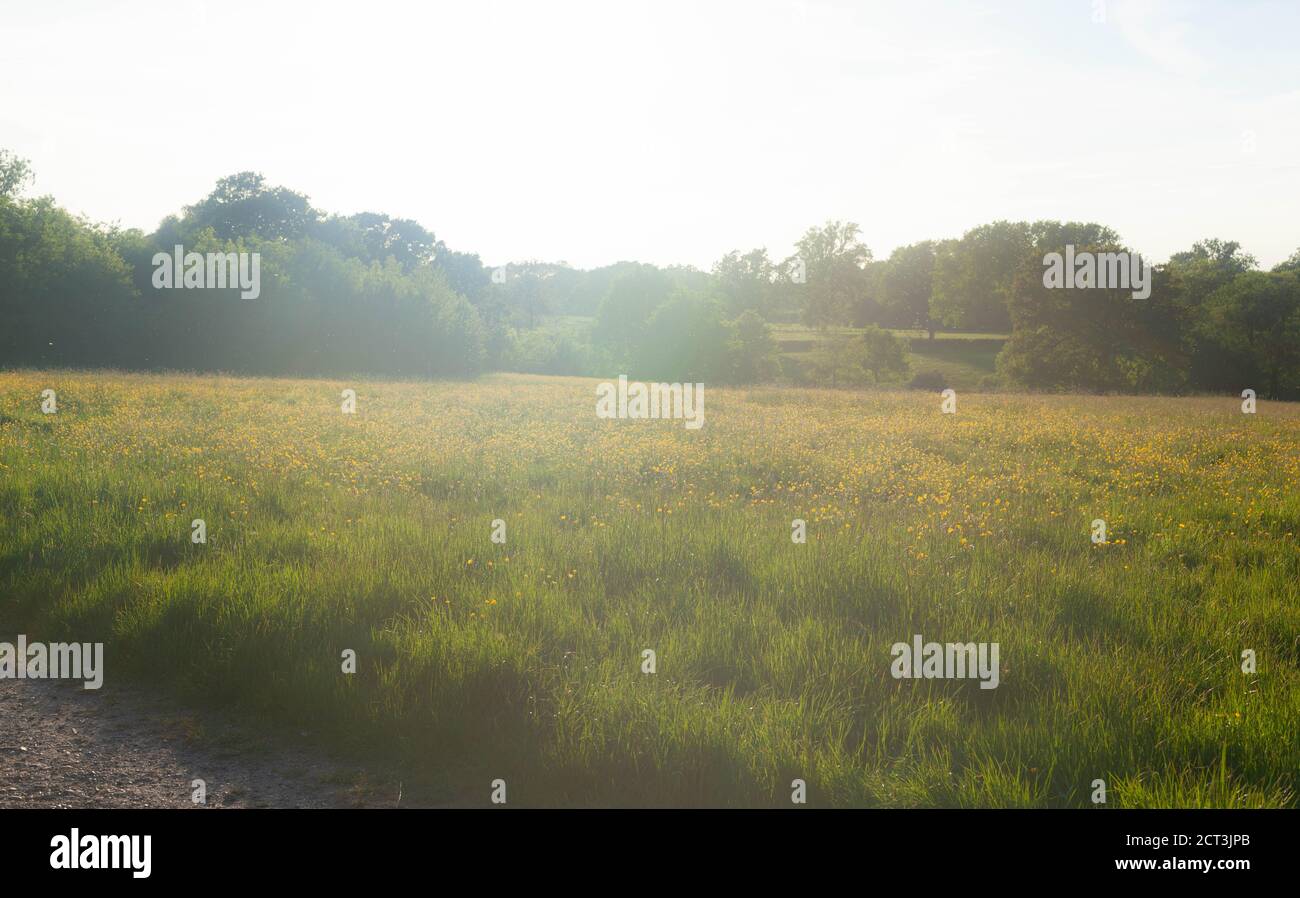 Aldenham Country Park, Hertfordshire, England, UK Stock Photo - Alamy