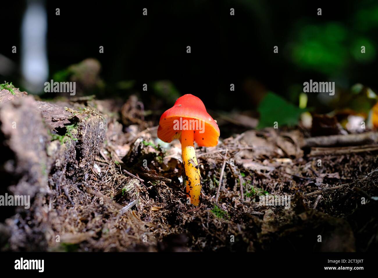 A small red and orange mushroom (Hygrocybe reidii?) in the dense forest ...