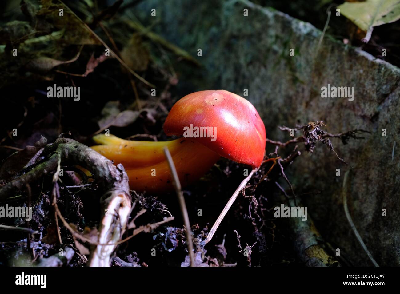 Red cap & orange stalk of a mushroom (Hygrocybe reidii?) growing among ...
