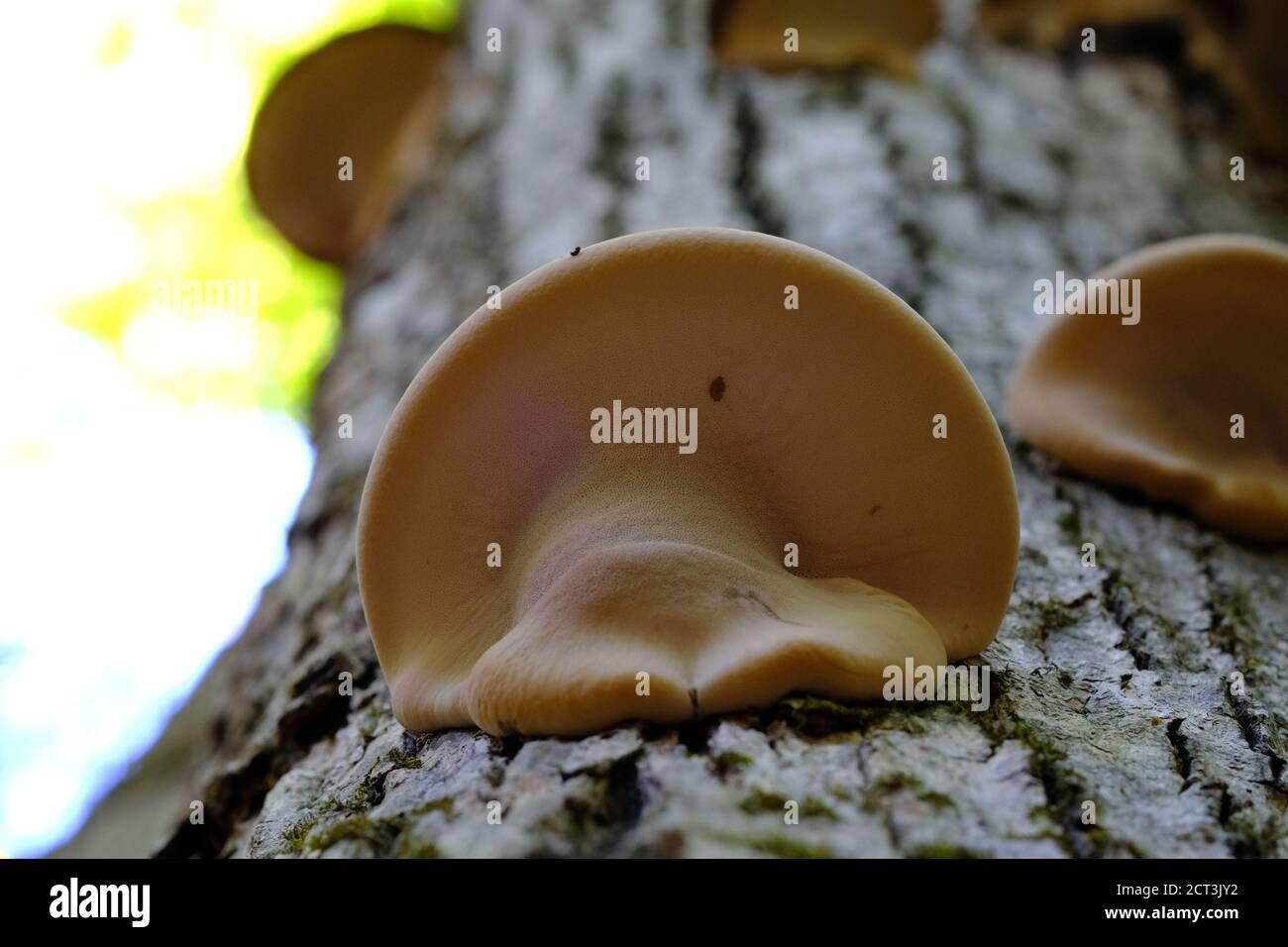 Shelf fungus canada hi-res stock photography and images - Alamy
