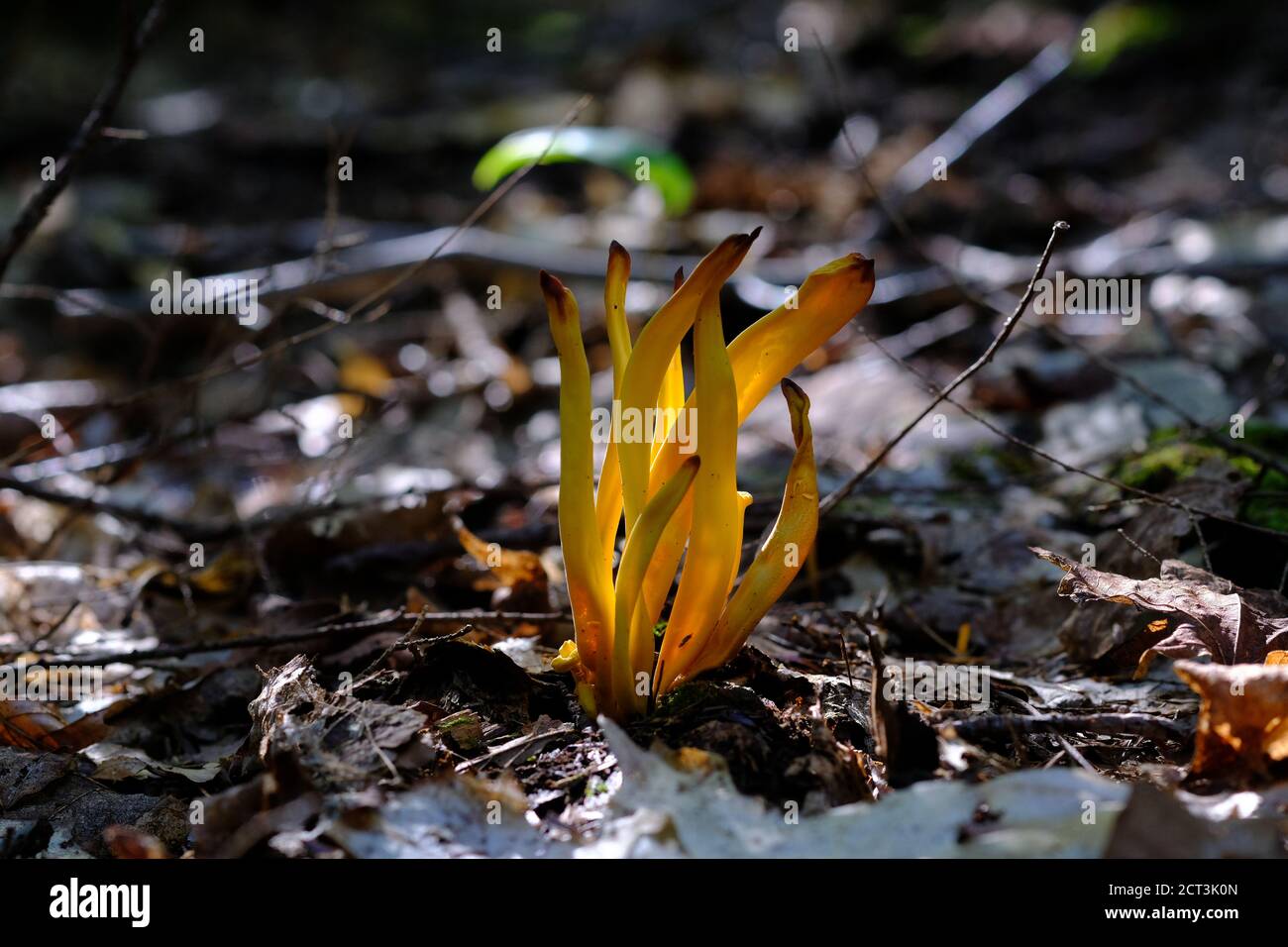 Golden spindle fungi hi-res stock photography and images - Alamy