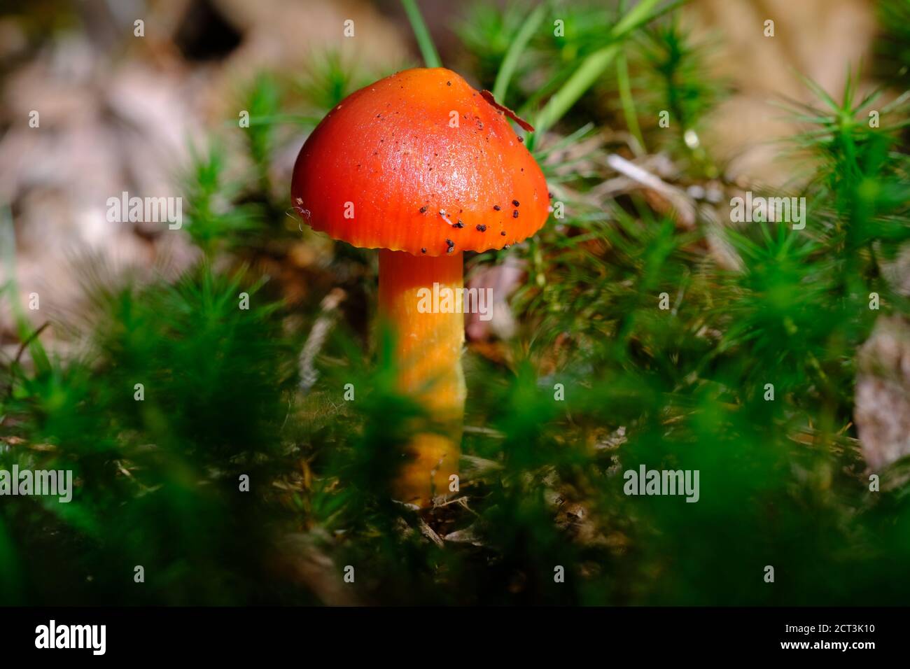 Beautiful orange wax cap (Hygrocybe marginata?) among the moss in a ...