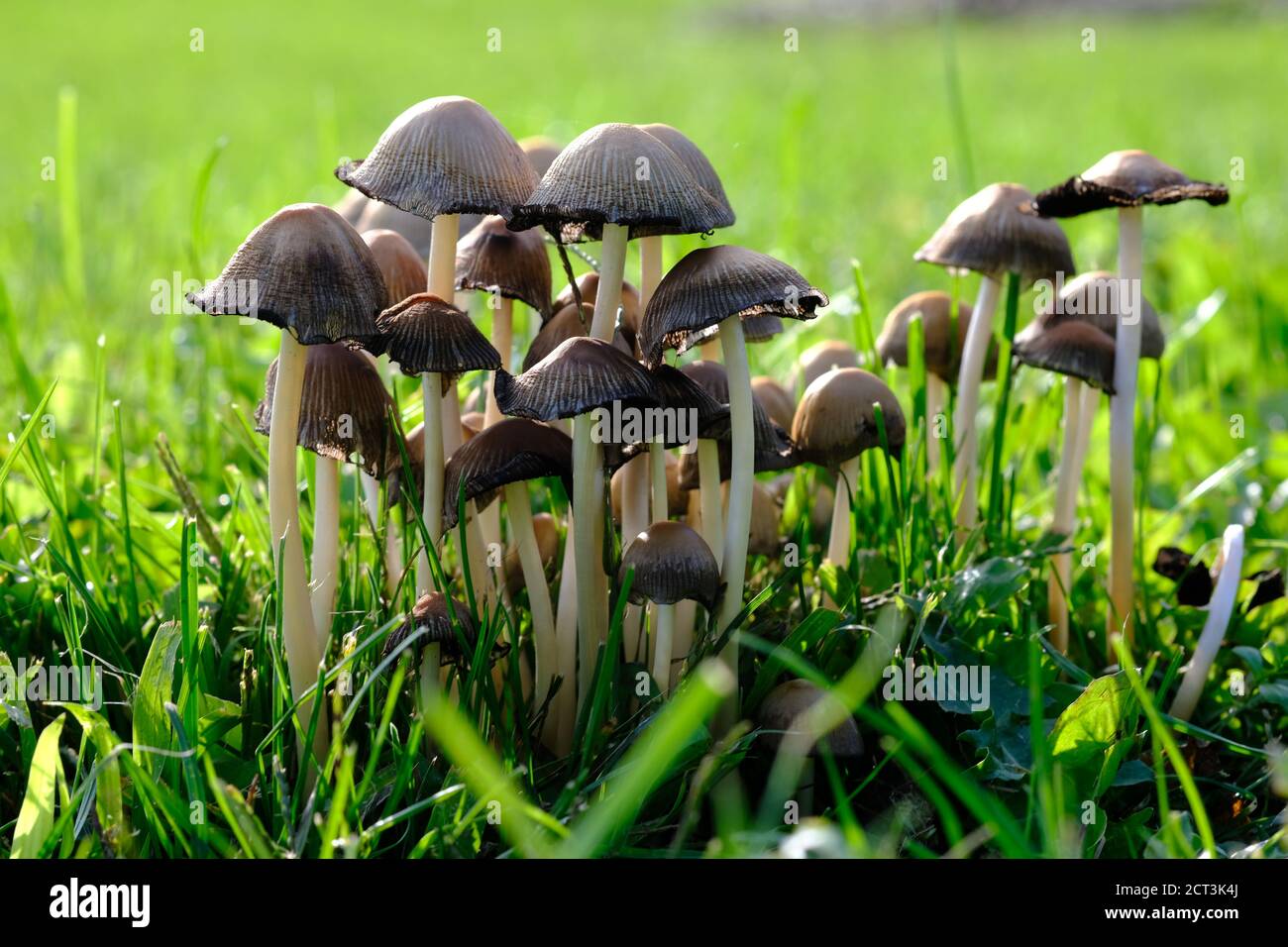 A group of oldish common ink cap mushrooms (Coprinopsis atramentaria ...