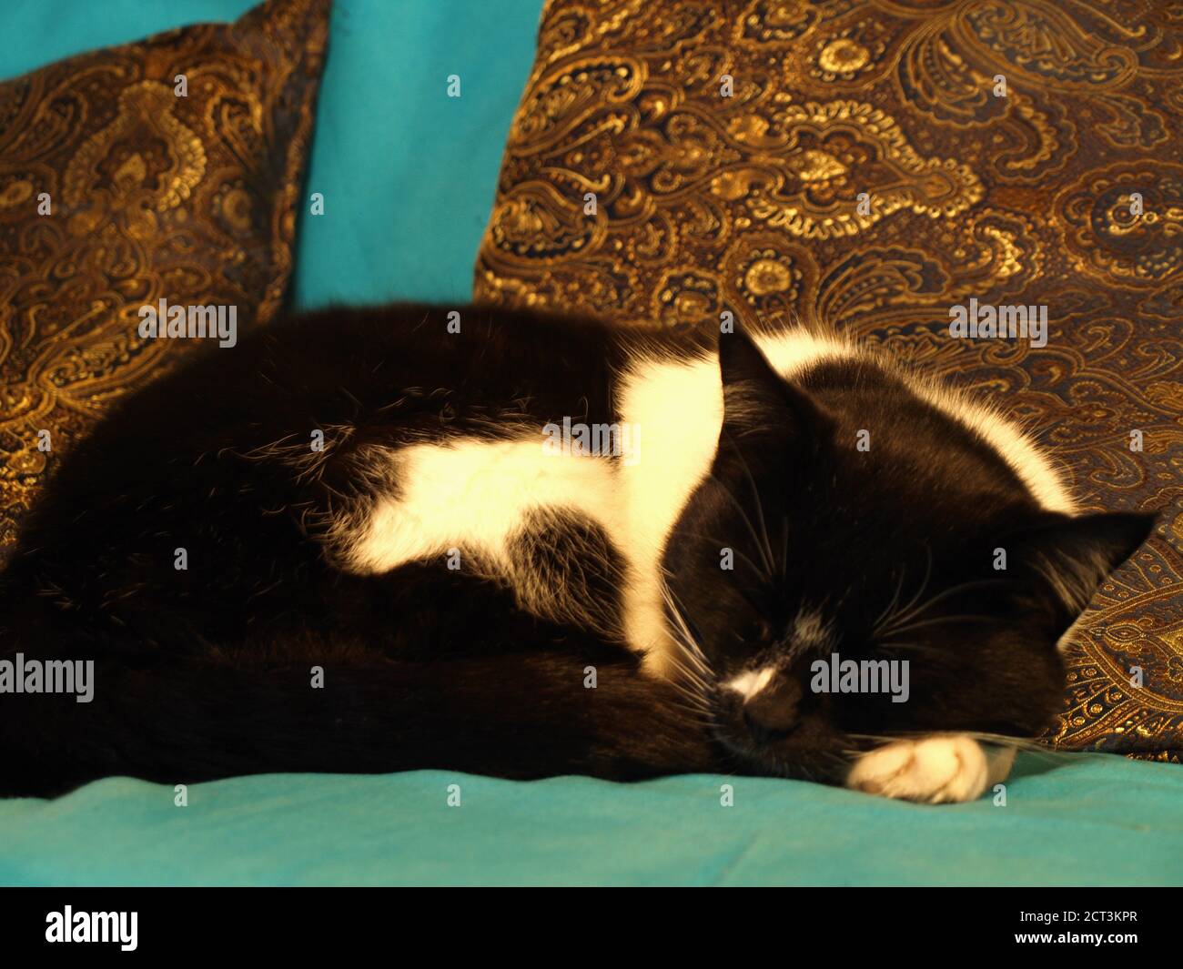 Sleeping black and white cat in Corfu, Greece Stock Photo - Alamy